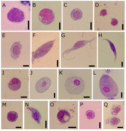 Morphological Characterisation of Haemocytes in the Mealworm Beetle ...