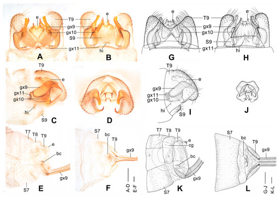 Mining the Species Diversity of Lacewings: New Species of the Pleasing ...