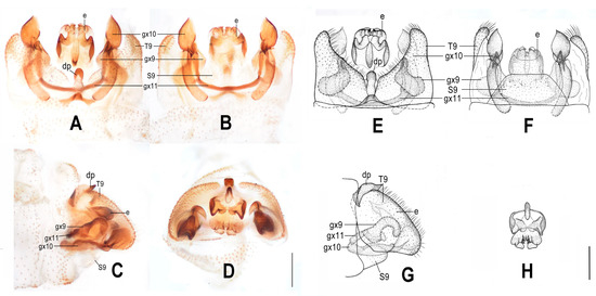 Mining the Species Diversity of Lacewings: New Species of the Pleasing ...