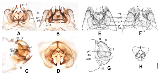 Mining the Species Diversity of Lacewings: New Species of the Pleasing ...