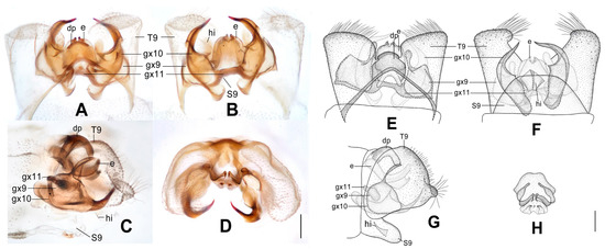 Mining the Species Diversity of Lacewings: New Species of the Pleasing ...