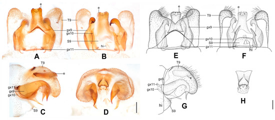 Mining the Species Diversity of Lacewings: New Species of the Pleasing ...