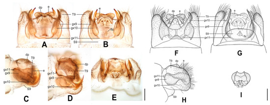 Mining the Species Diversity of Lacewings: New Species of the Pleasing ...