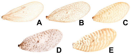 Mining the Species Diversity of Lacewings: New Species of the Pleasing ...