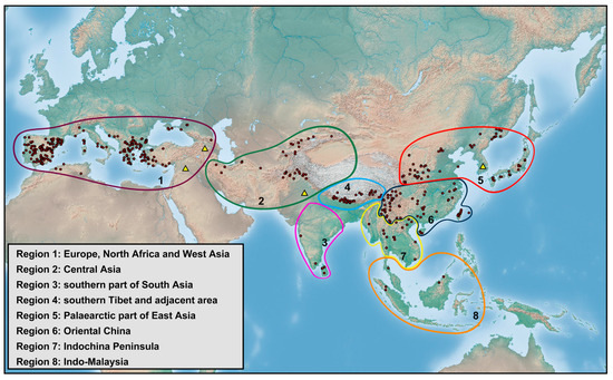 Mining the Species Diversity of Lacewings: New Species of the Pleasing ...