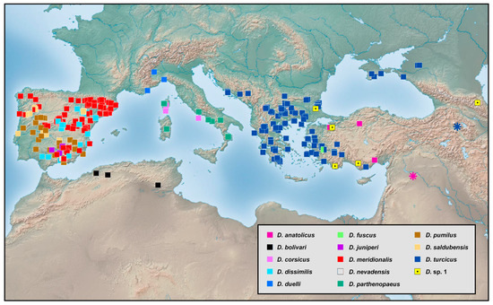 Mining the Species Diversity of Lacewings: New Species of the Pleasing ...