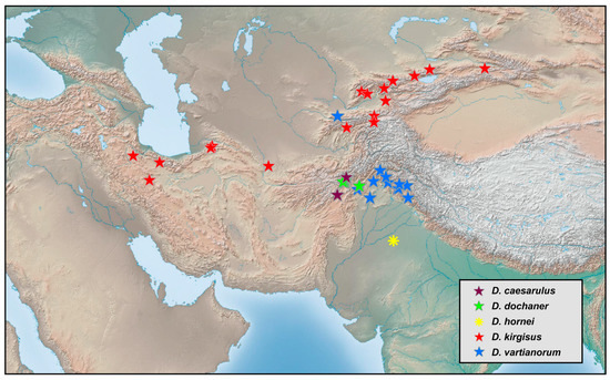 Mining the Species Diversity of Lacewings: New Species of the Pleasing ...