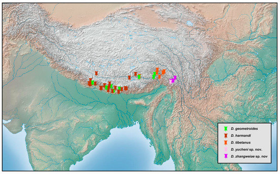 Mining the Species Diversity of Lacewings: New Species of the Pleasing ...