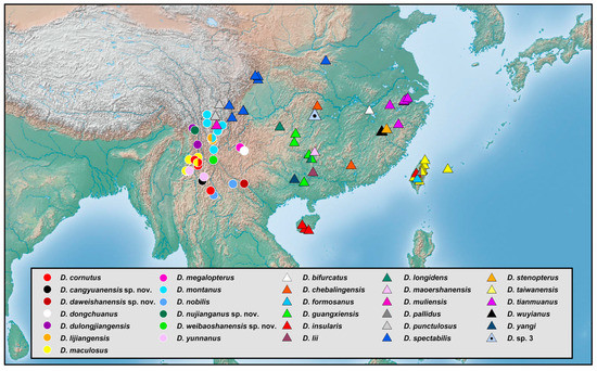 Mining the Species Diversity of Lacewings: New Species of the Pleasing ...