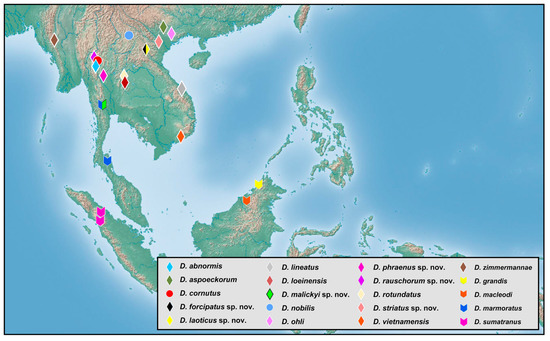 Mining the Species Diversity of Lacewings: New Species of the Pleasing ...