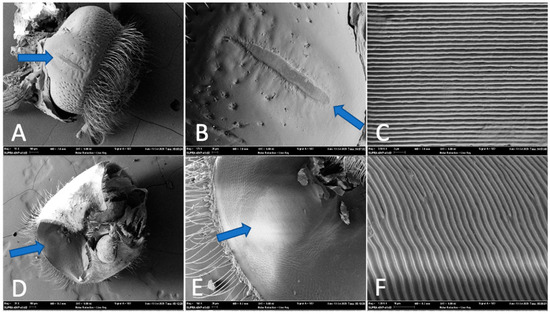 Insects | Special Issue : Behavioral Manipulation for Pest Control
