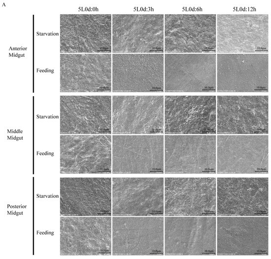 Characteristics of the Peritrophic Matrix of the Silkworm, Bombyx mori ...