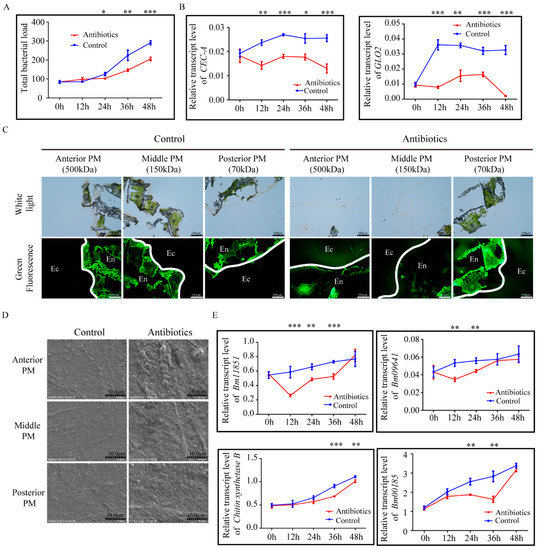 Characteristics of the Peritrophic Matrix of the Silkworm, Bombyx mori ...