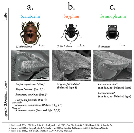 Insects | Topical Collection : Insect Sensory Biology