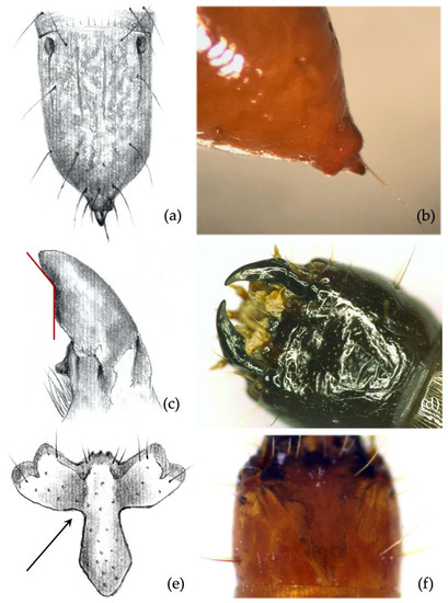 Species Identification of Wireworms (Agriotes spp.; Coleoptera ...