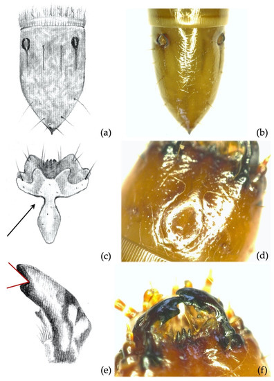 Species Identification of Wireworms (Agriotes spp.; Coleoptera ...