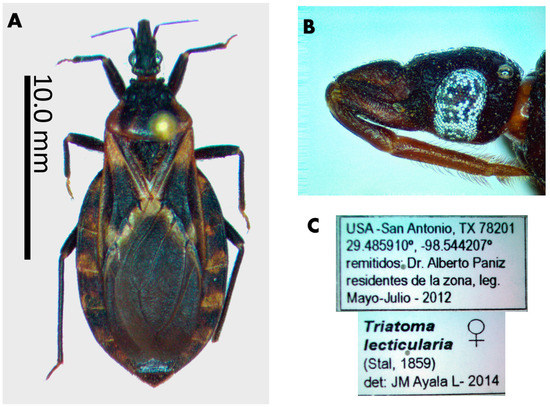 Formal Assignation of the Kissing Bug Triatoma lecticularia (Hemiptera ...
