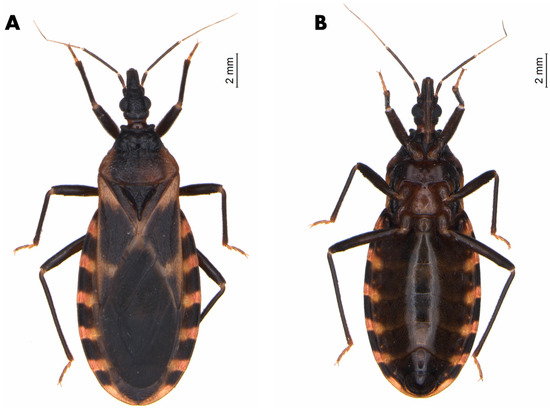 Formal Assignation of the Kissing Bug Triatoma lecticularia (Hemiptera ...
