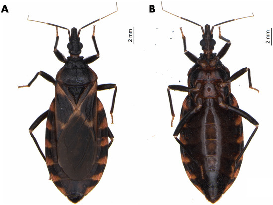 Formal Assignation of the Kissing Bug Triatoma lecticularia (Hemiptera ...