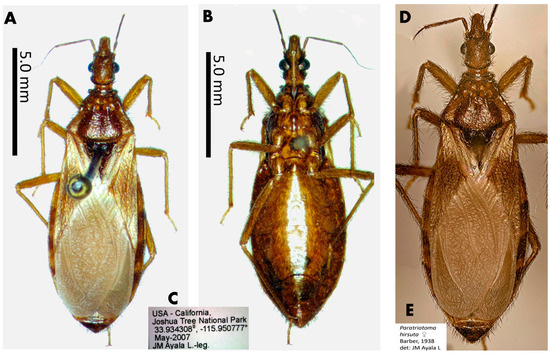 Insects | Free Full-Text | Formal Assignation of the Kissing Bug ...
