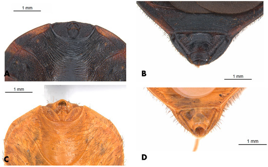 Formal Assignation of the Kissing Bug Triatoma lecticularia (Hemiptera ...
