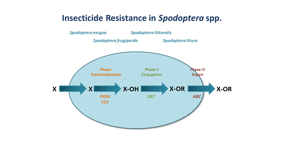 Insects | Free Full-Text | Resistance in the Genus Spodoptera: Key ...