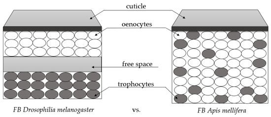 Insects | Free Full-Text | Fat Body—Multifunctional Insect Tissue