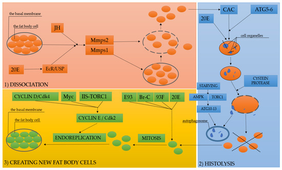 Fat Body—Multifunctional Insect Tissue