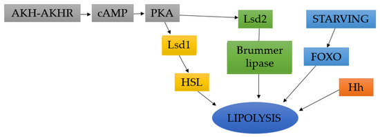 Insects | Free Full-Text | Fat Body—Multifunctional Insect Tissue