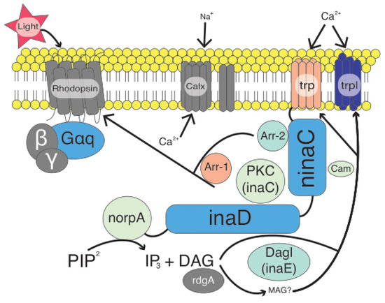 Molecular Evolution of Phototransduction Pathway Genes in Nocturnal and ...