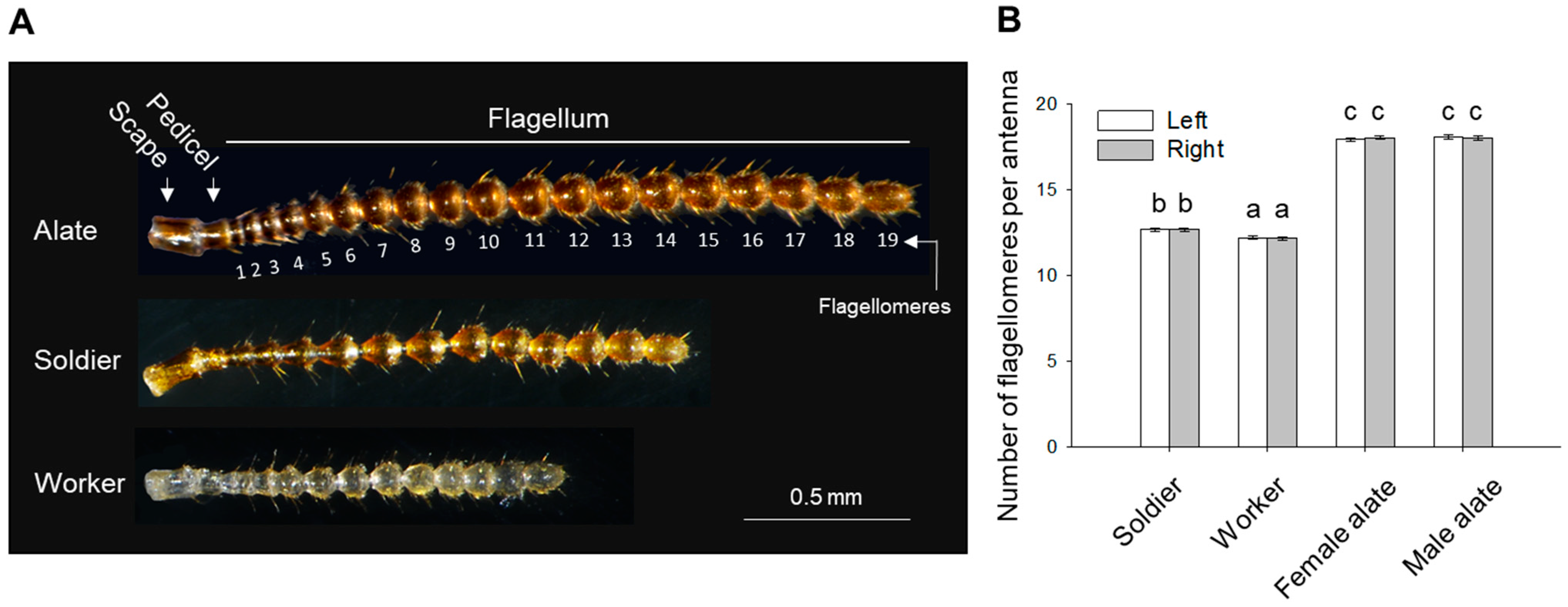 Comparative Antennal Morphometry and Sensilla Organization in the ...