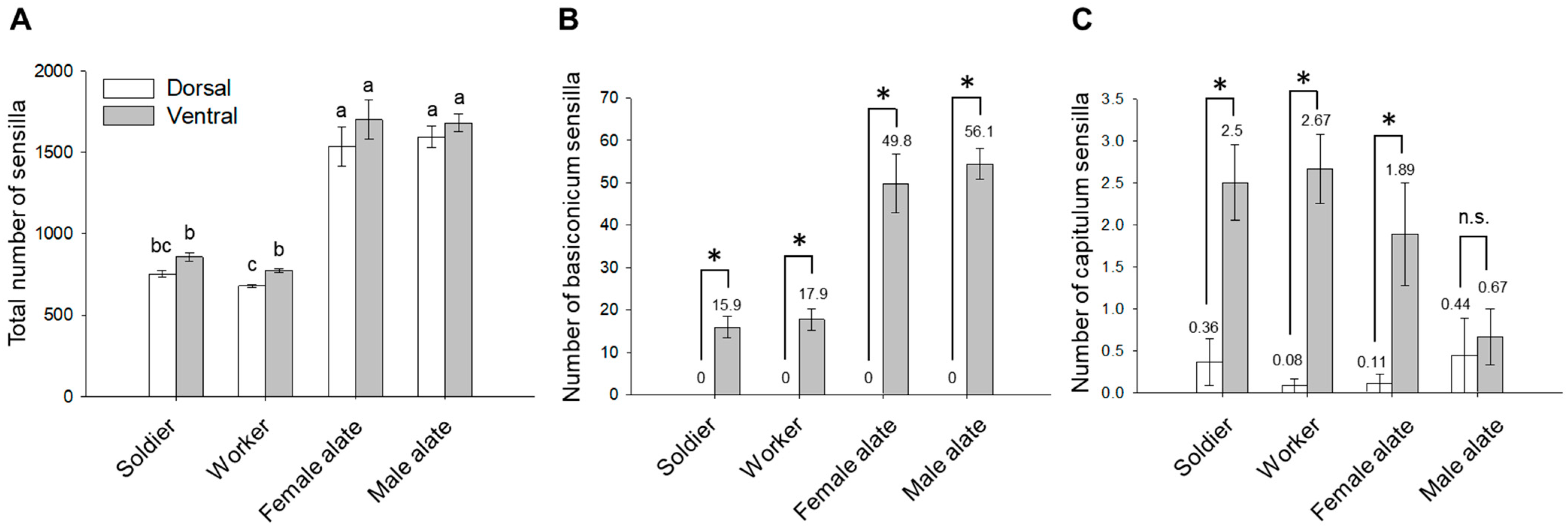 Comparative Antennal Morphometry and Sensilla Organization in the ...