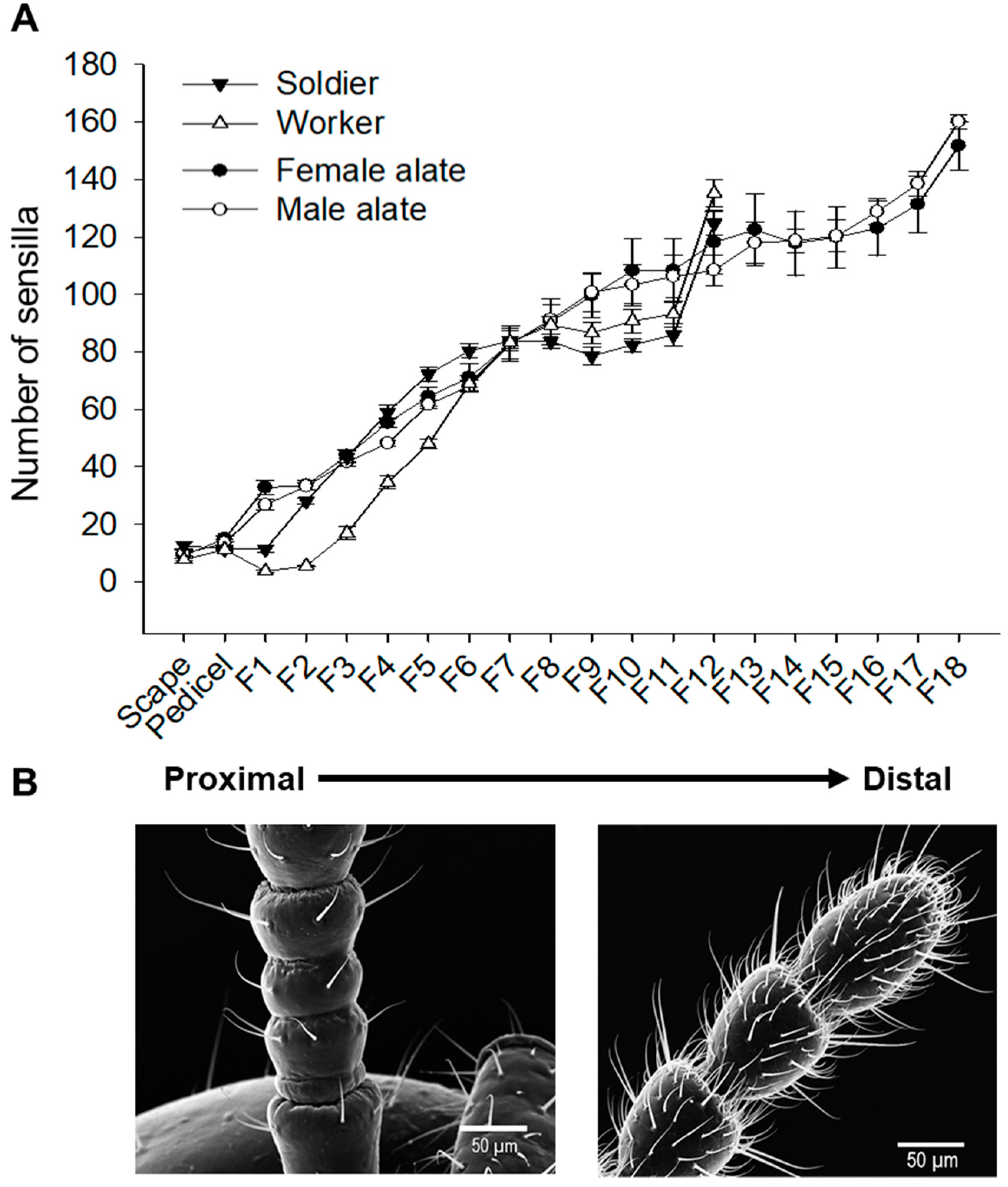 Comparative Antennal Morphometry and Sensilla Organization in the ...