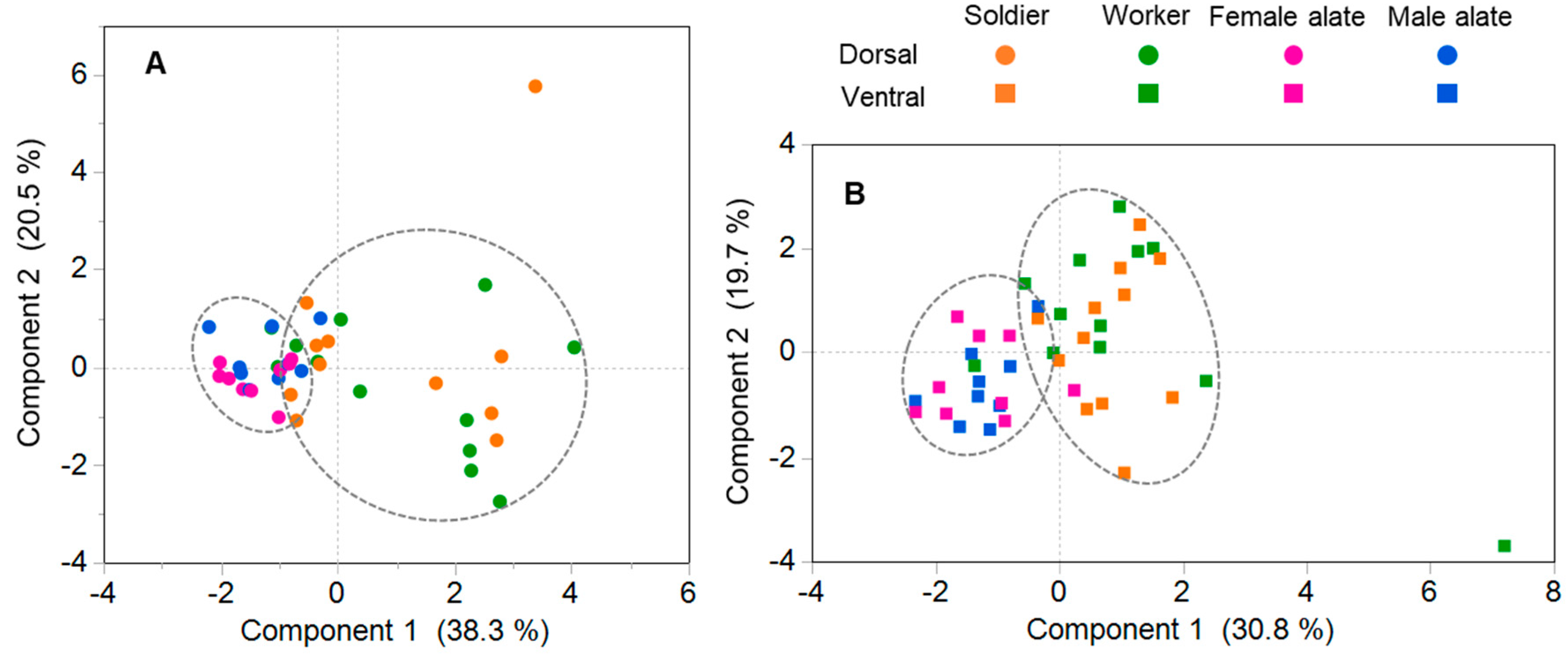 Comparative Antennal Morphometry and Sensilla Organization in the ...
