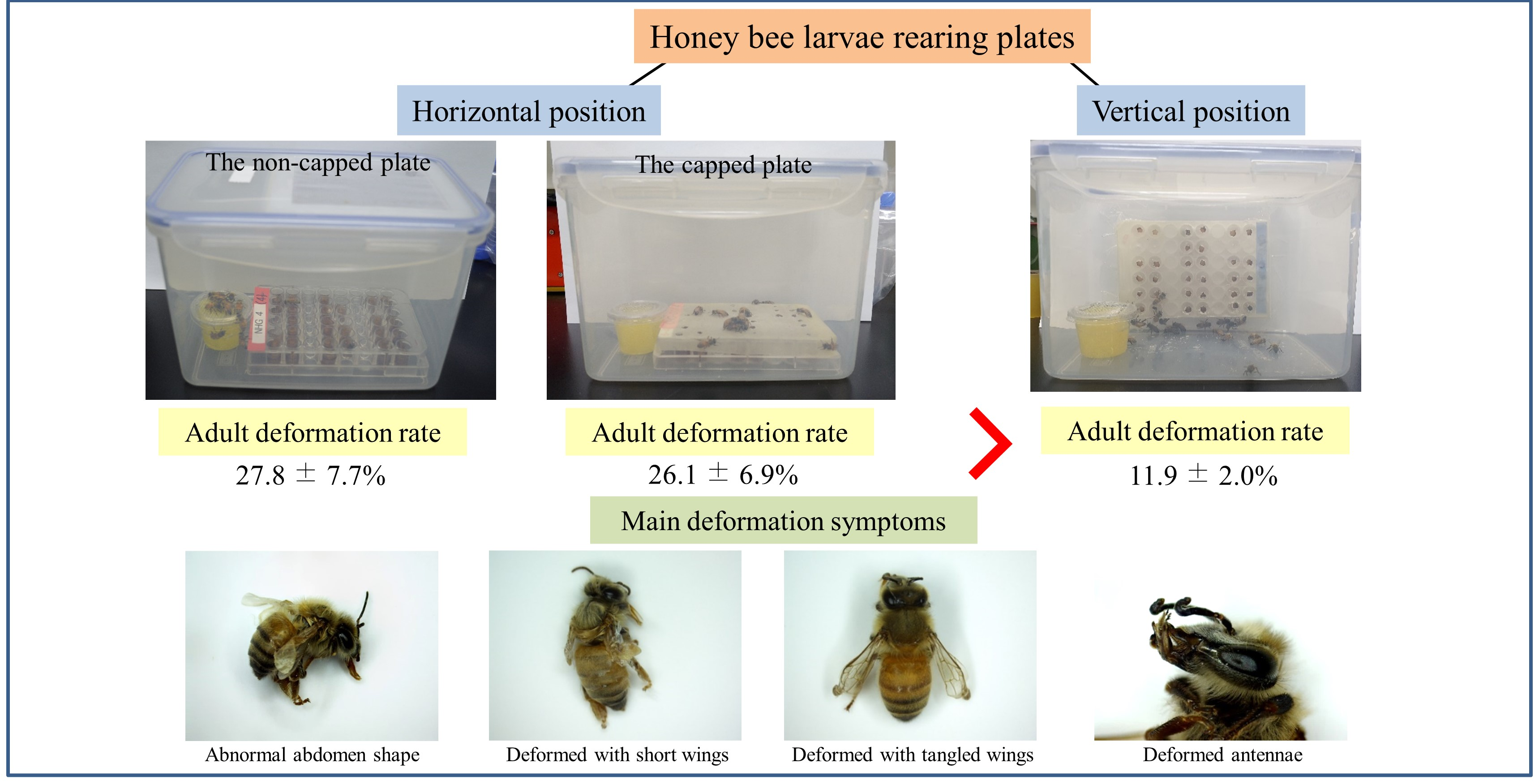 Insects | Free Full-Text | Horizontal Honey-Bee Larvae Rearing Plates ...