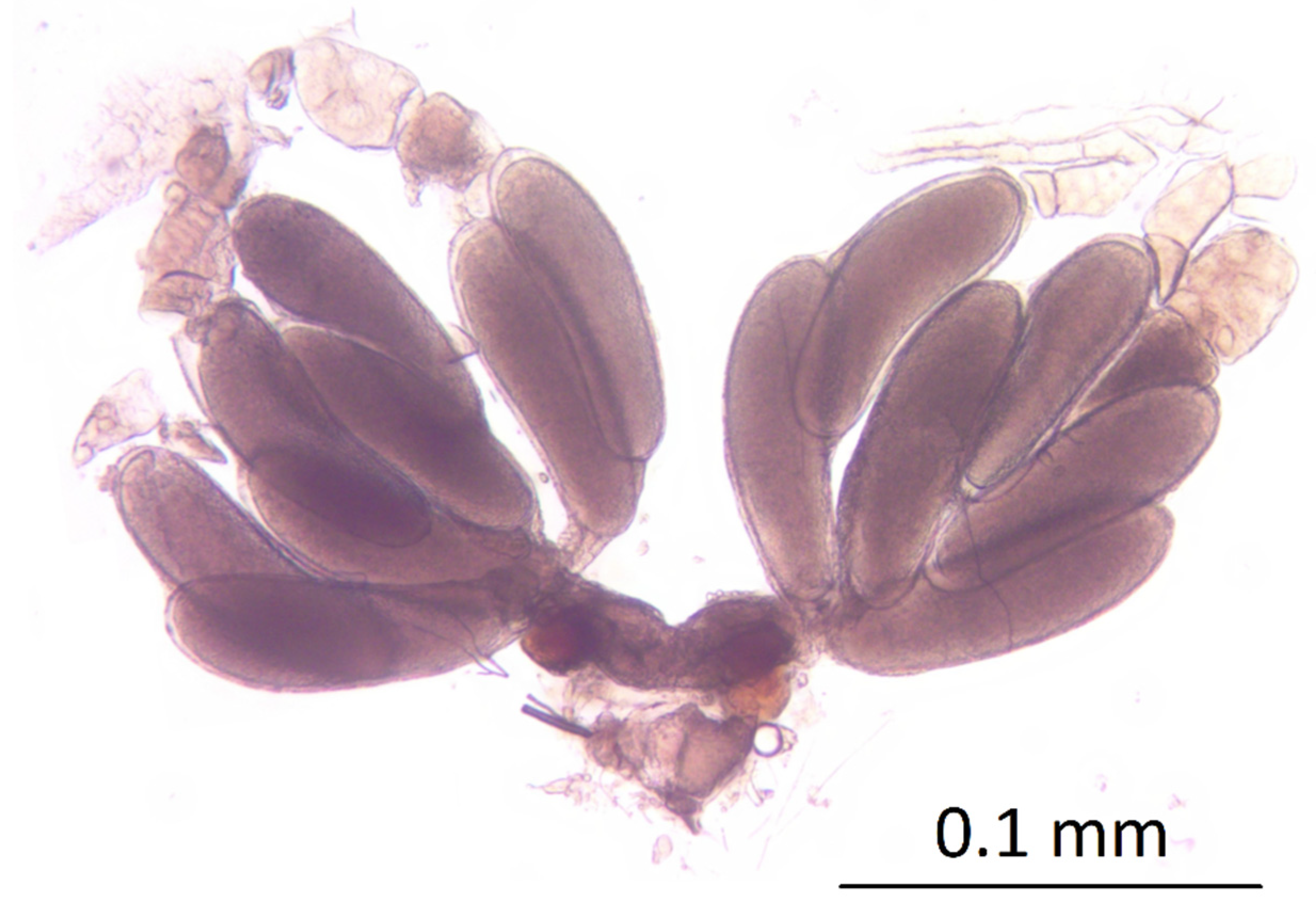 Hyperparasitism of Acroclisoides sinicus (Huang and Liao) (Hymenoptera ...