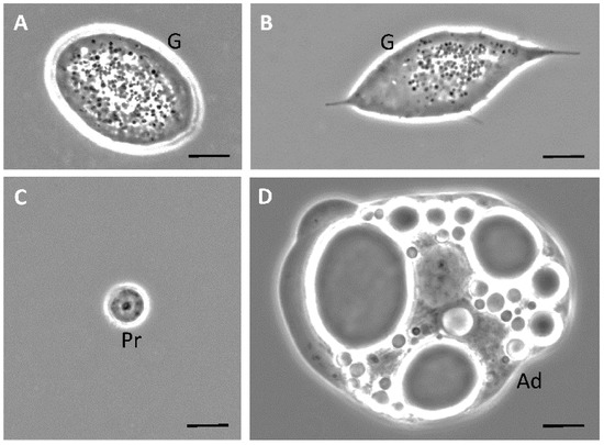 Morphological and Ultrastructural Characterization of Hemocytes in an ...