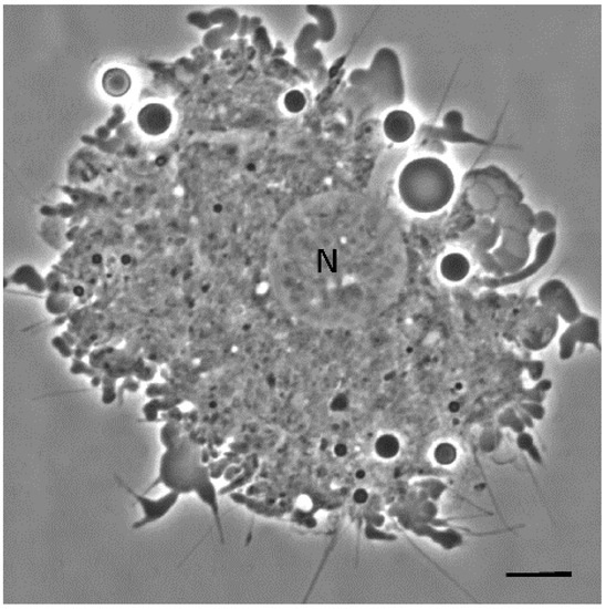 Morphological and Ultrastructural Characterization of Hemocytes in an ...