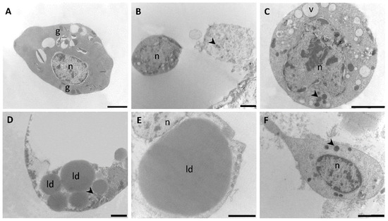 Morphological and Ultrastructural Characterization of Hemocytes in an ...
