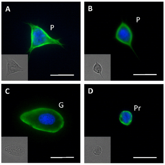 Morphological and Ultrastructural Characterization of Hemocytes in an ...