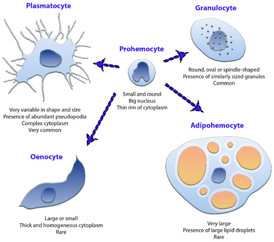 Morphological and Ultrastructural Characterization of Hemocytes in an ...