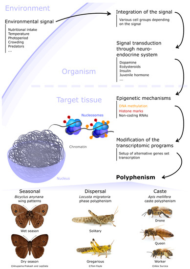 Contribution of Epigenetic Mechanisms in the Regulation of ...
