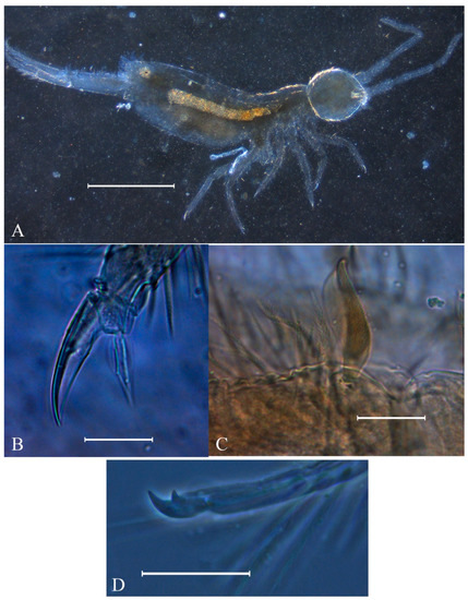The Puzzling Falcomurus Mandal (Collembola, Orchesellidae ...