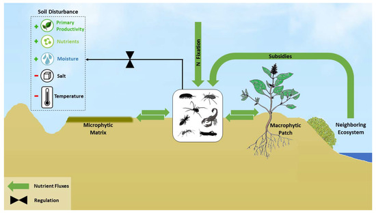 Arthropods as the Engine of Nutrient Cycling in Arid Ecosystems