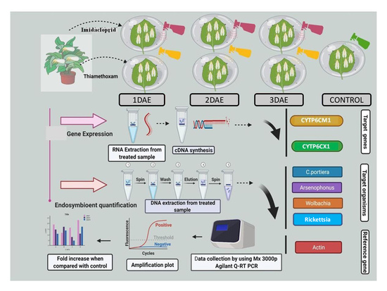 Insects | Free Full-Text | Effect of Neonicotinoids on Bacterial ...
