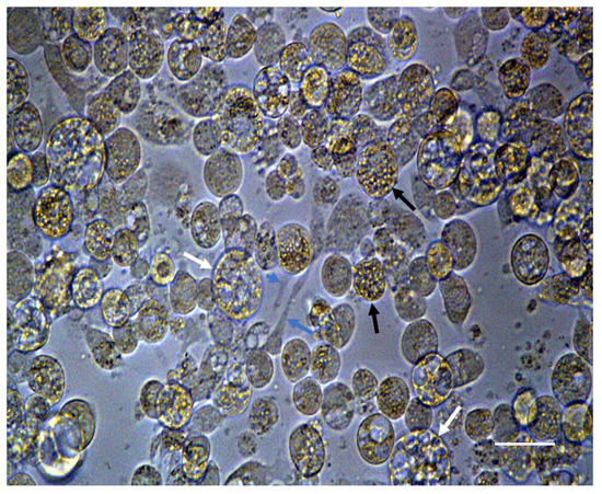 Insects | Special Issue : Advances in the Use of Insect Cell Culture ...