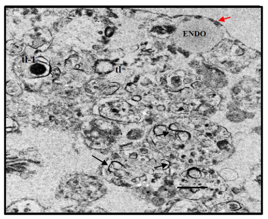 Insects | Special Issue : Advances in the Use of Insect Cell Culture ...