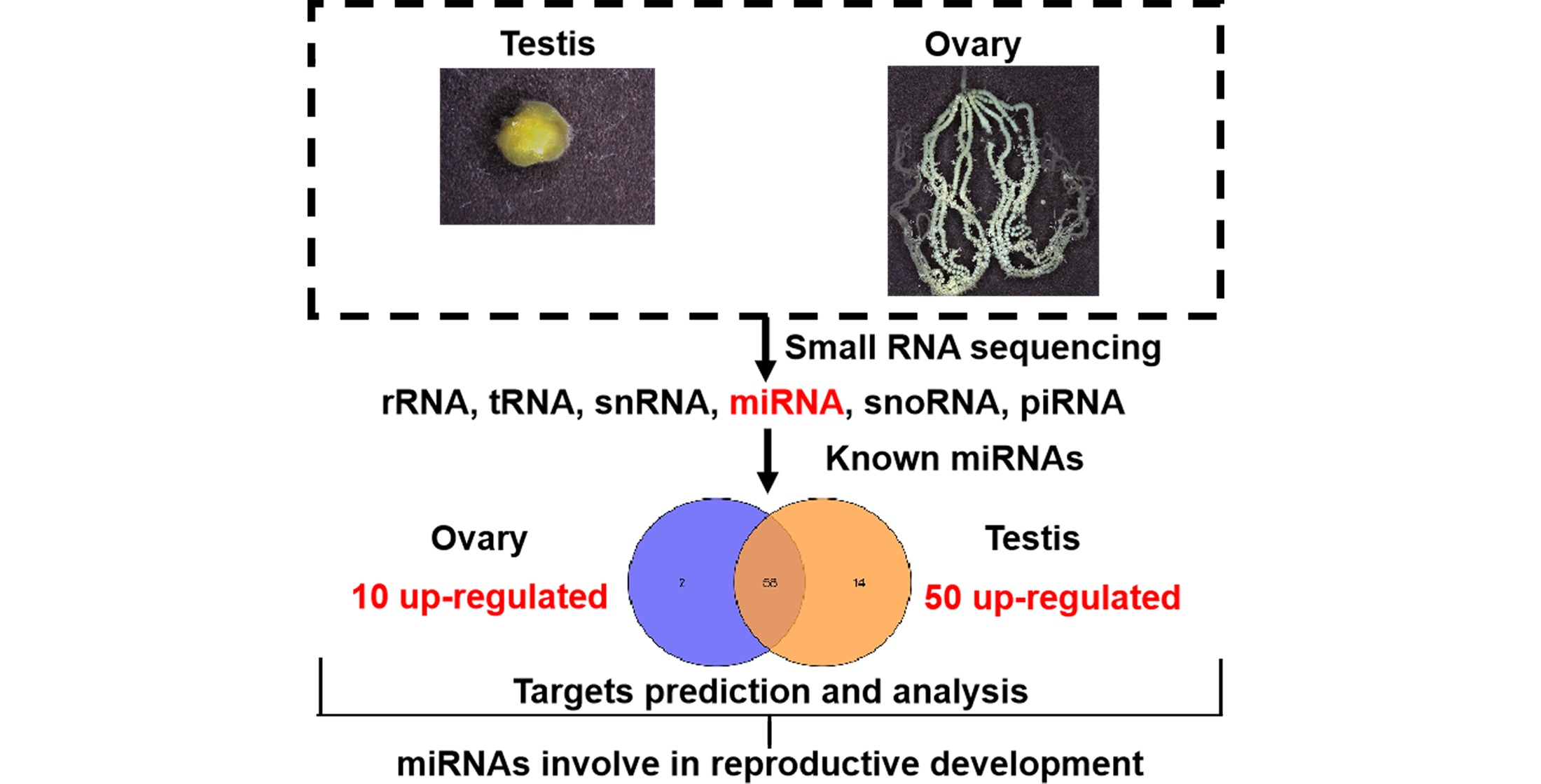 Insects | Free Full-Text | Identification and Characterization of ...