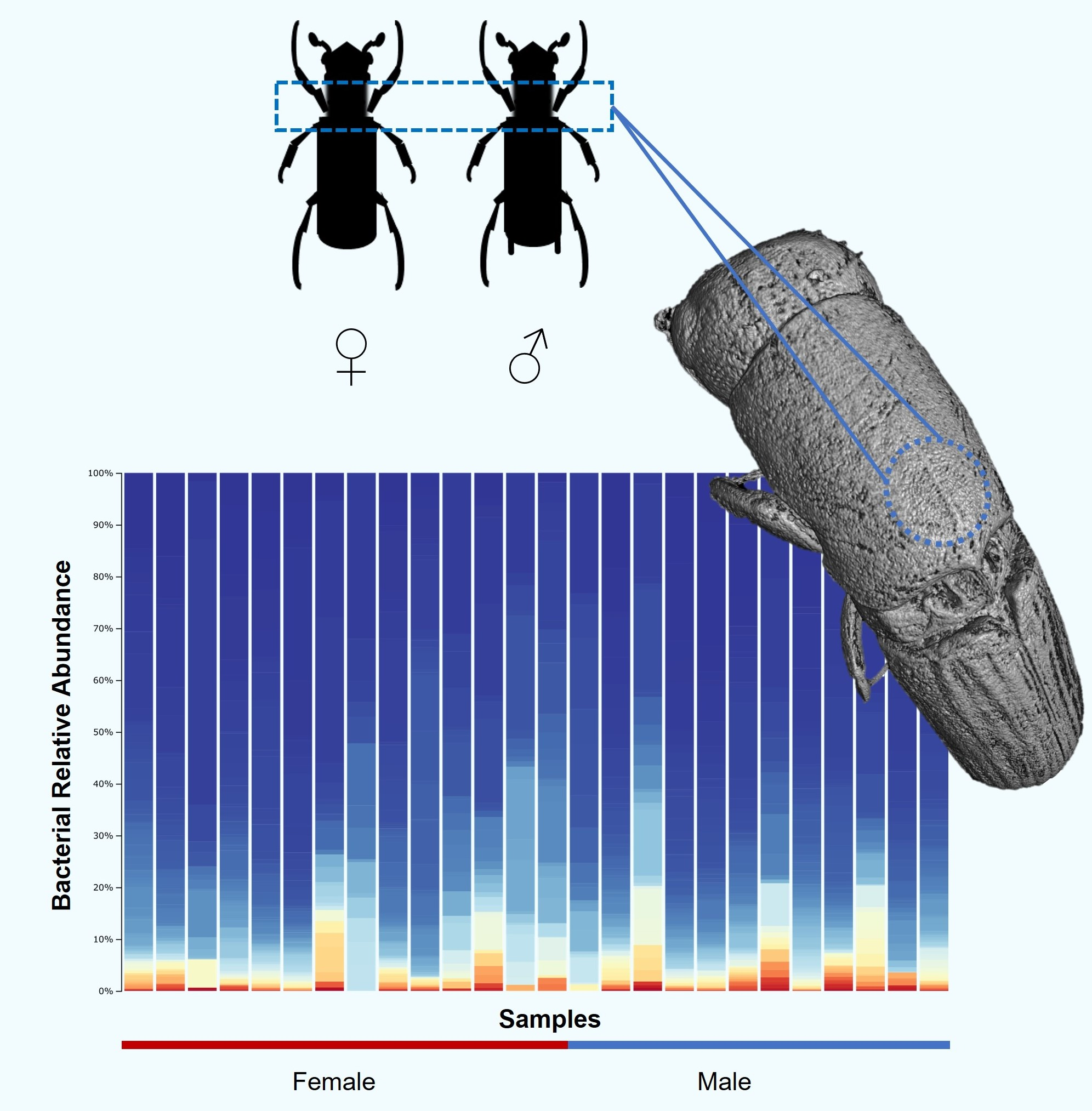 Insects | Free Full-Text | Microbiome Associated with the Mycangia of ...