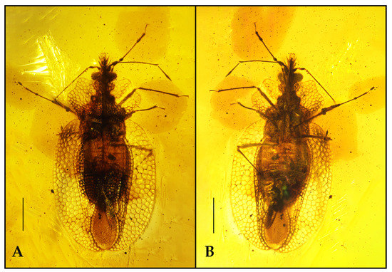 Insects | Special Issue : Systematics, Phylogeny, Evolution and ...